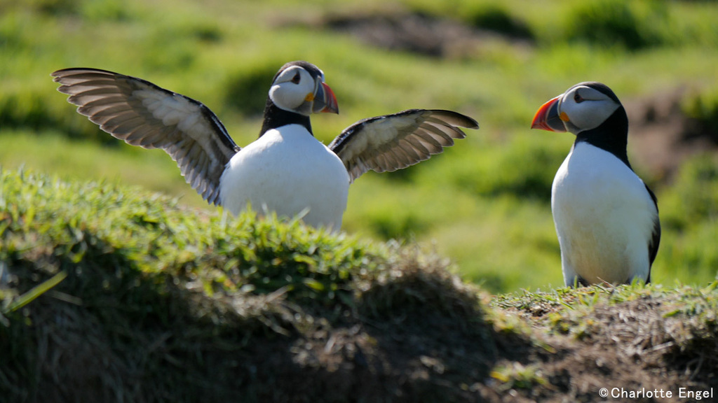 アイスランド民謡 – Rímur – Iceland Market[アイスランドマーケット]